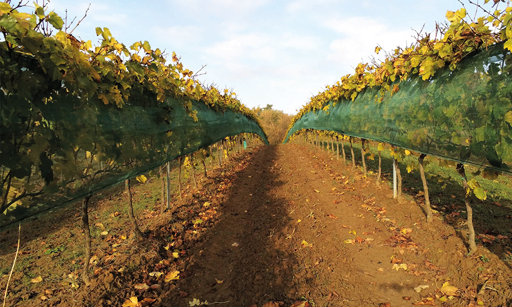 Découvrez le Grape Protect